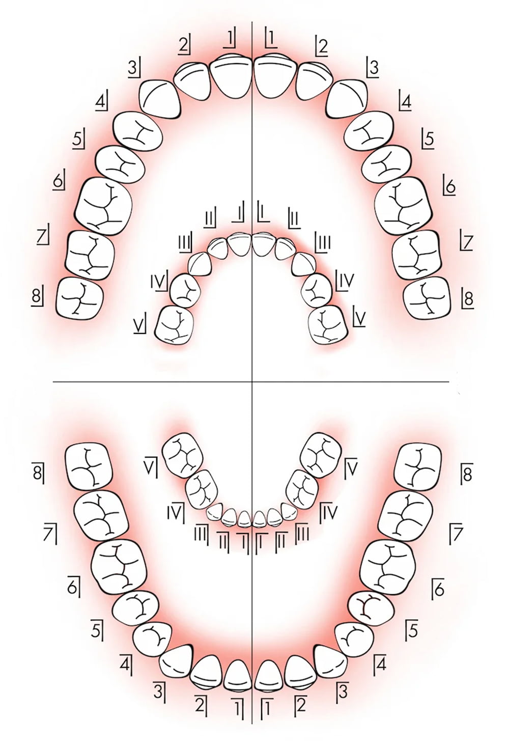 Numerotarea dinților în stomatologie - Omnia Dental